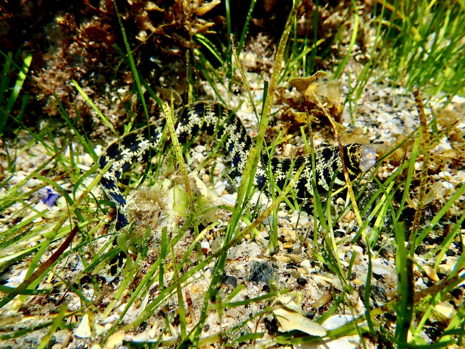 Seagrass – Ocean Education & Conservation