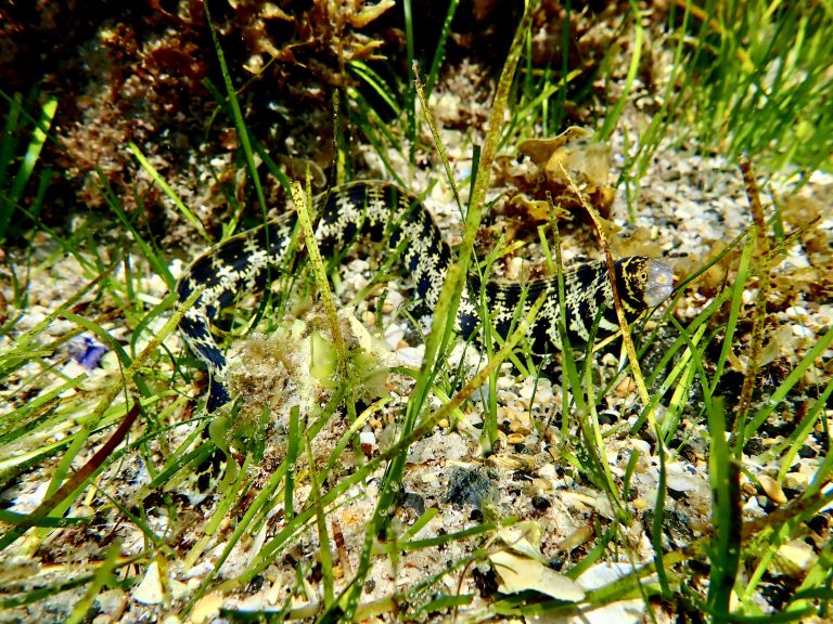 Seagrass – Ocean Education & Conservation