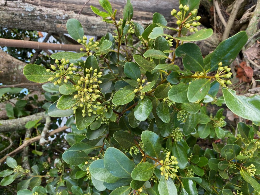 River Mangrove – Ocean Education & Conservation