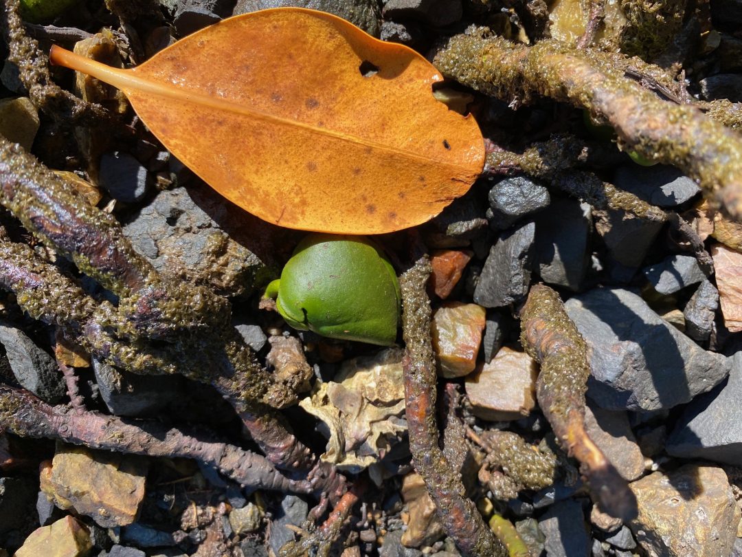 Grey Mangrove – Ocean Education & Conservation