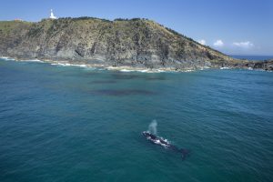 Humpback Whale – Ocean Education & Conservation