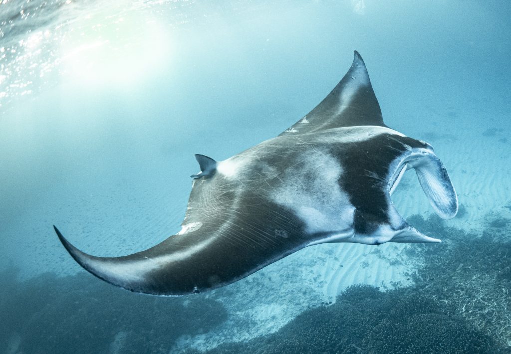 Reef Manta Ray – Ocean Education & Conservation