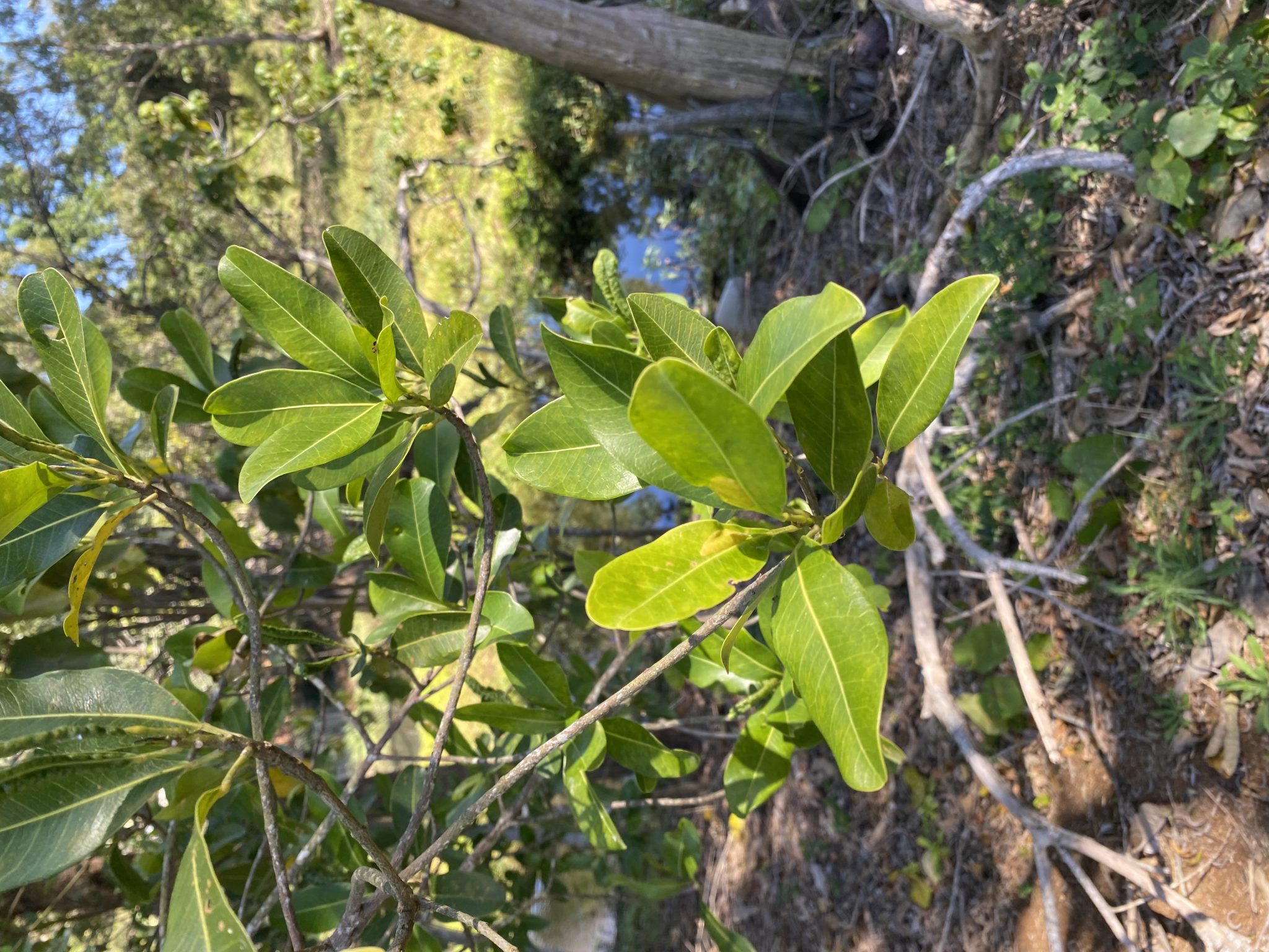 Red Mangrove – Ocean Education & Conservation