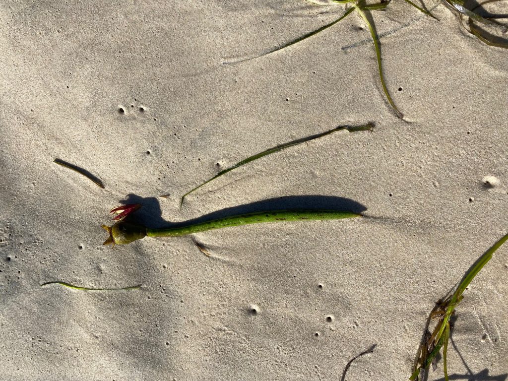 Red Mangrove – Ocean Education & Conservation