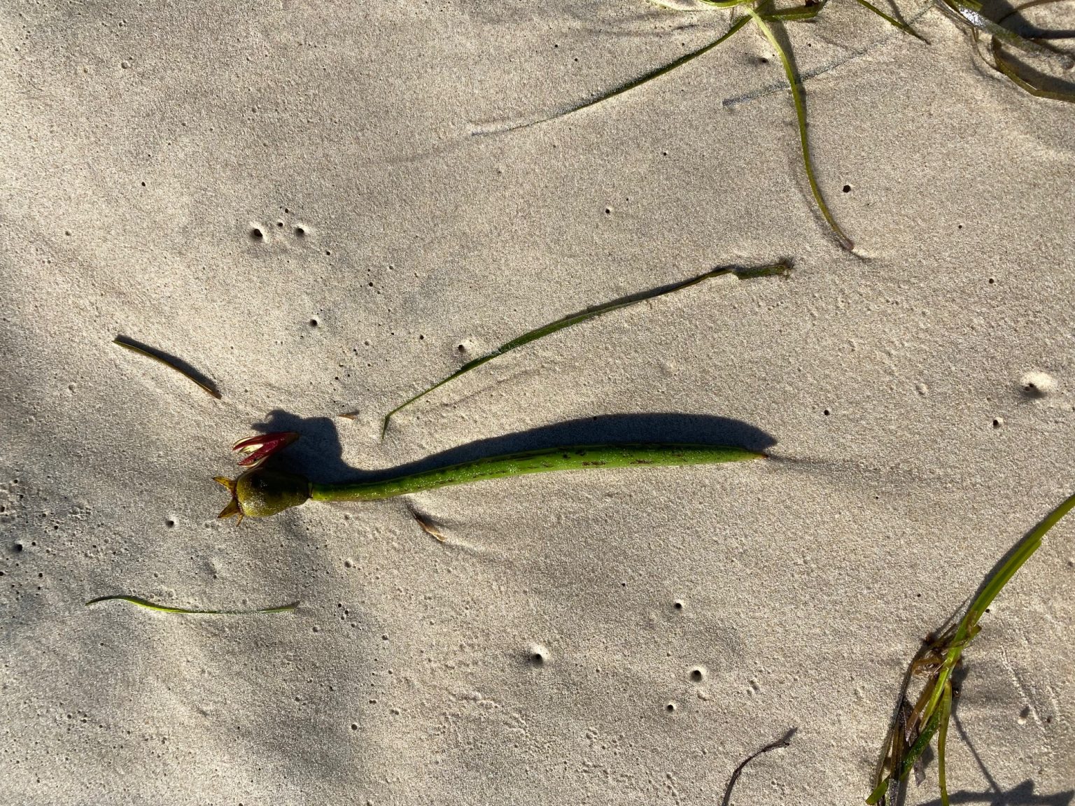 Red Mangrove – Ocean Education & Conservation