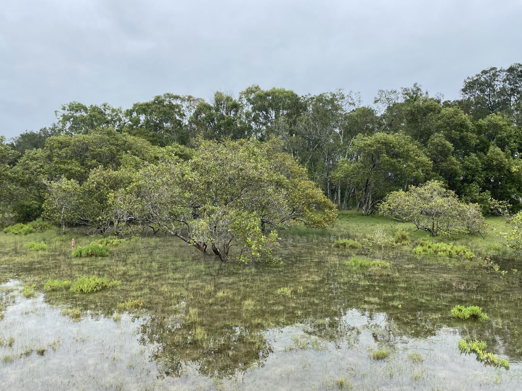 Saltmarsh – Ocean Education & Conservation