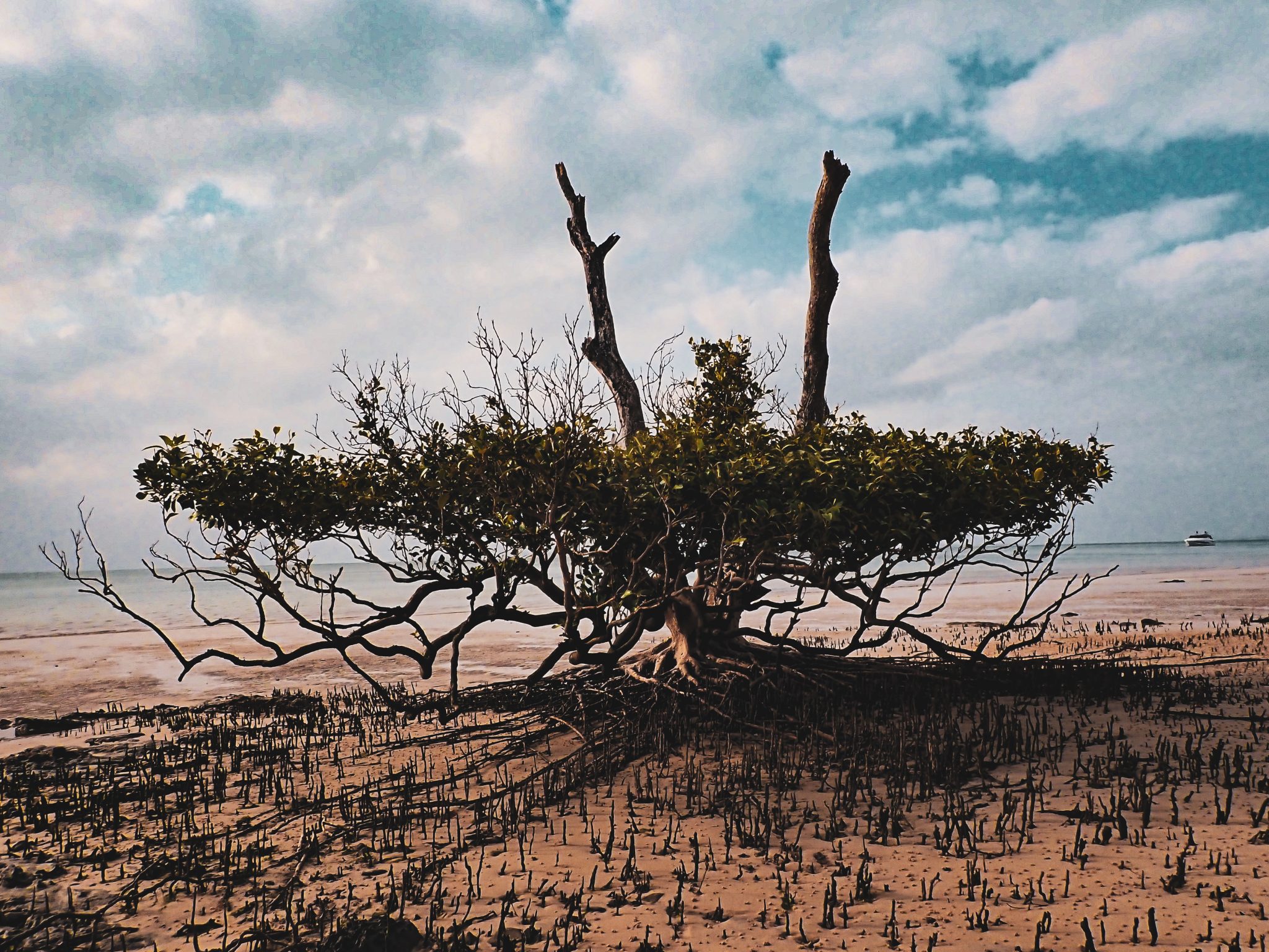 Mangrove Restoration – Ocean Education & Conservation