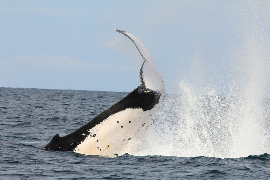 Marine Life Code of Conduct – Ocean Education & Conservation