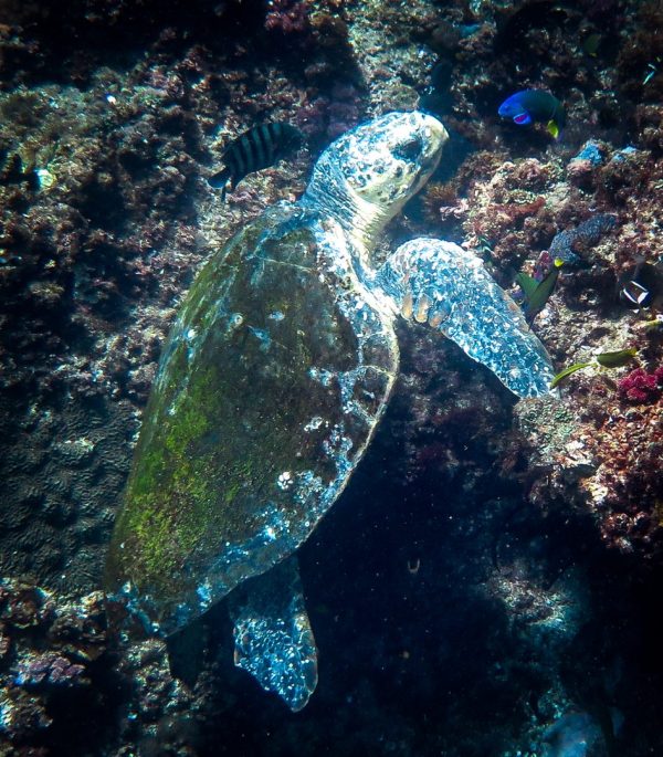 Loggerhead Turtle – Ocean Education & Conservation