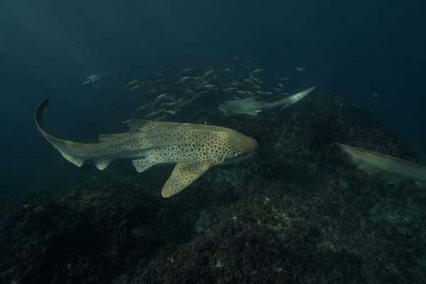 Leopard Shark – Ocean Education & Conservation