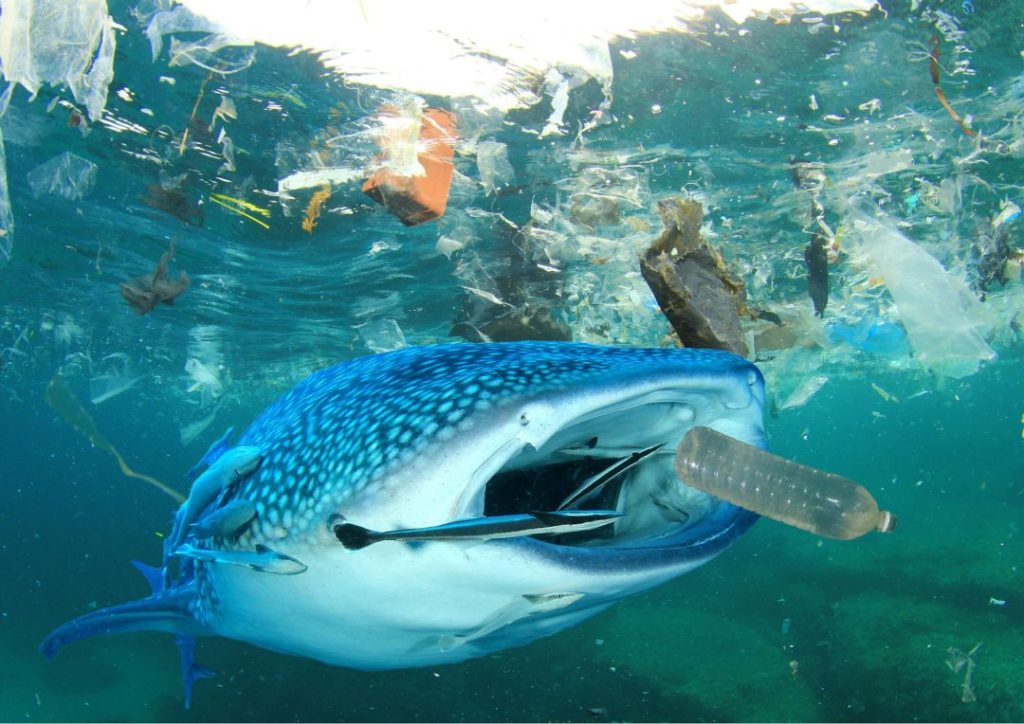 Ocean Pollution – Ocean Education & Conservation