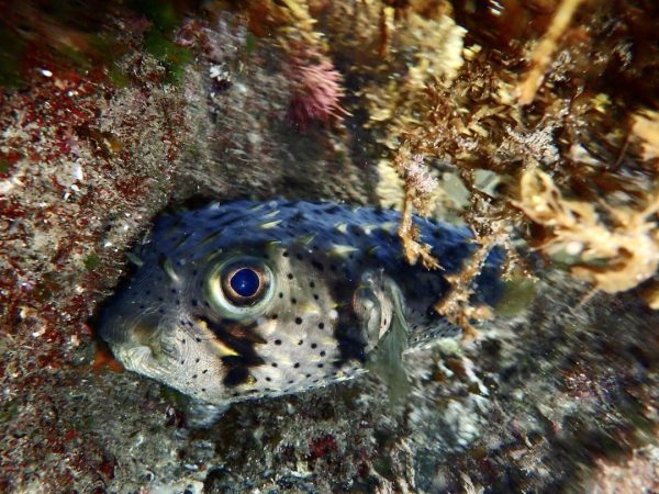 Threebar Porcupinefish – Ocean Education & Conservation