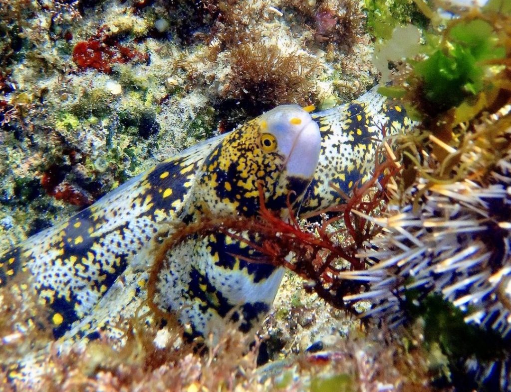 Eels – Ocean Education & Conservation