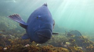 Eastern Blue Groper – Ocean Education & Conservation