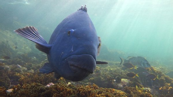 Eastern Blue Groper – Ocean Education & Conservation