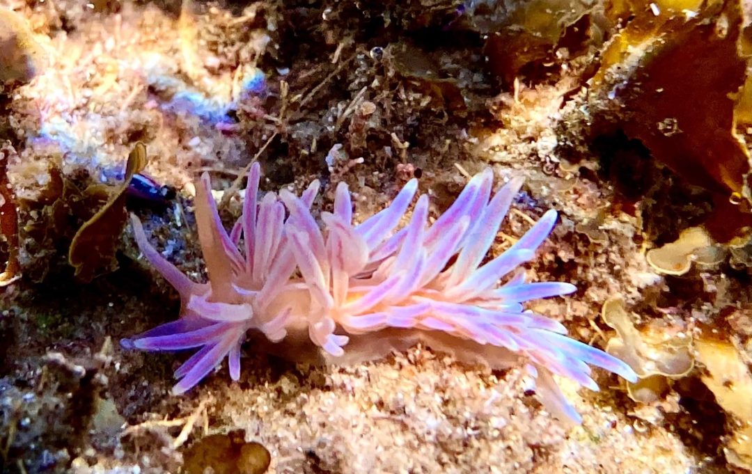 Nudibranchs – Ocean Education & Conservation