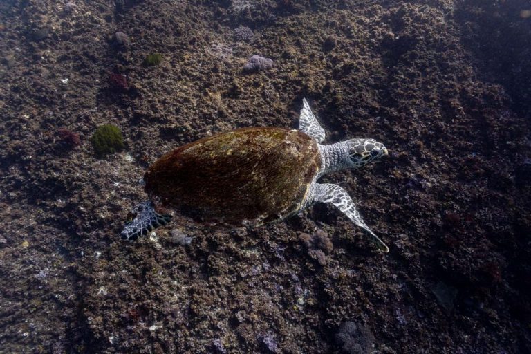 Hawksbill Turtle – Ocean Education & Conservation