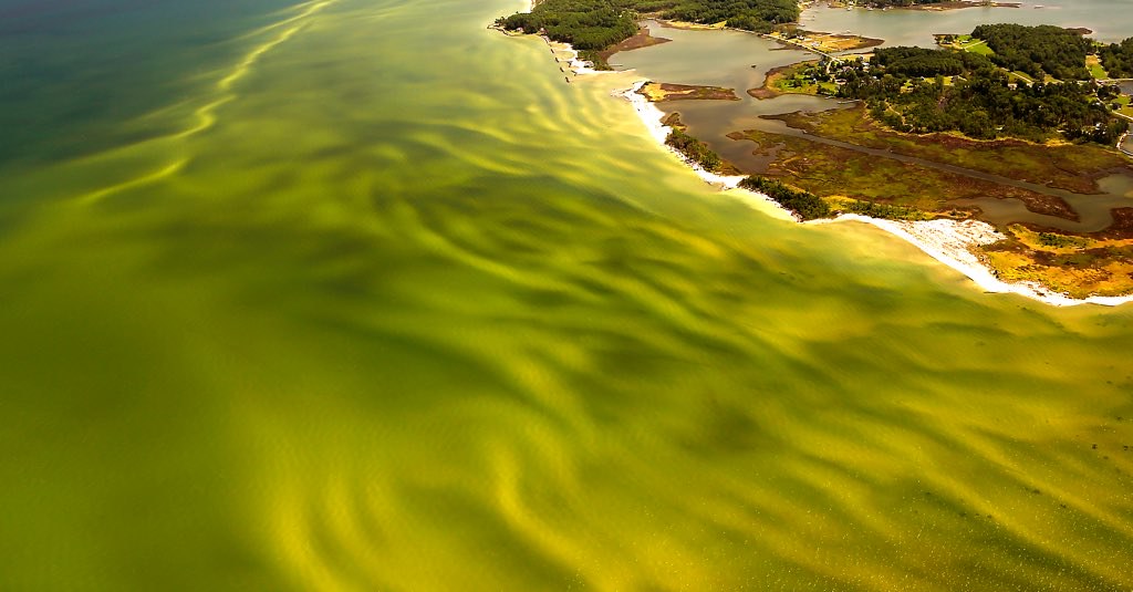 Marine Algal Blooms & Water Quality Decline – Ocean Education & Conservation