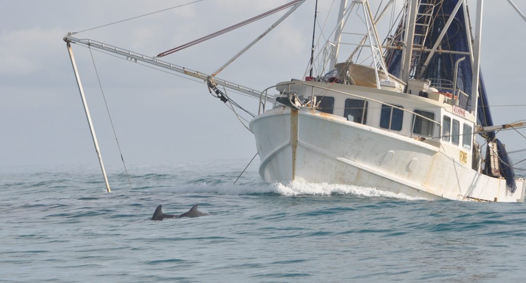 Overfishing & Unsustainable Harvest – Ocean Education & Conservation